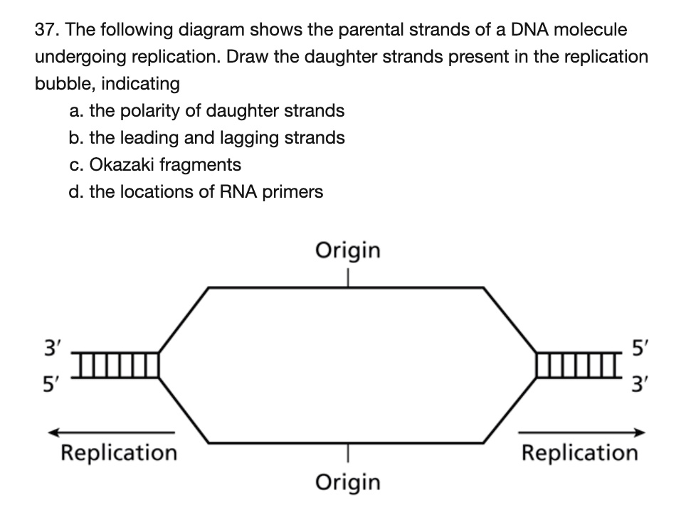 37. The following diagram shows the parental strands of a DNA molecule ...