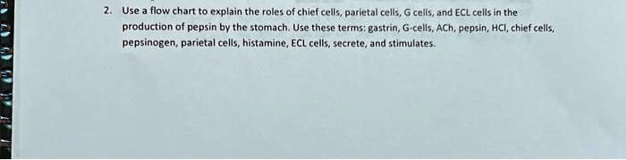 [GET ANSWER] 2. Use a flow chart to explain the roles of chief cells ...