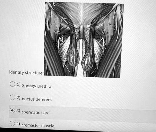 identify structure spongy urethra ductus deferens spermatic cord ...