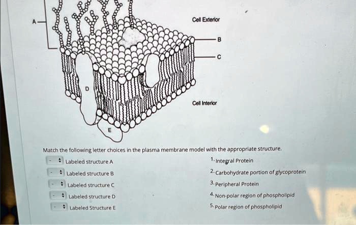 cell exterior 8 cell interior match the following letter choices in the ...