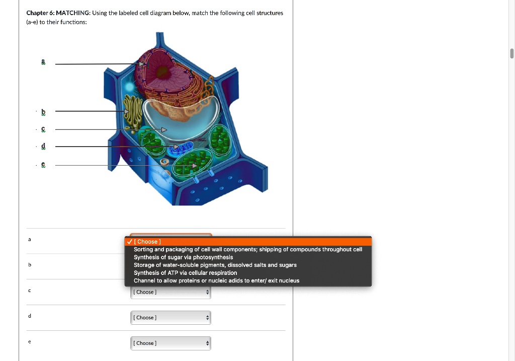 chapter 6 matching using the labeled cell diagram below match the ...