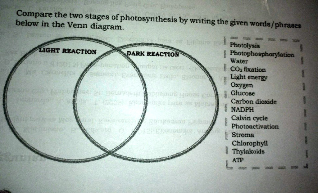 SOLVED: Compare the two stages of photosynthesis by writing the given ...