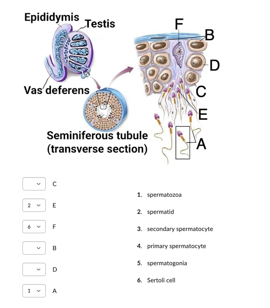 SOLVED: The process of spermatogenesis is shown here. Match the cells ...