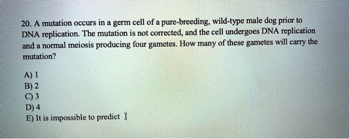 20 a mutation occurs in germ cell of a pure breeding wild type male dog ...