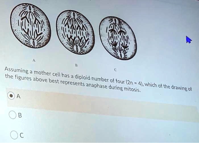 Assuming a mother cell has a diploid number of four (2n