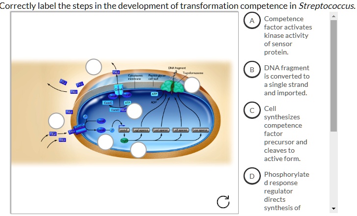 Correctly label the steps in the development of transformation ...