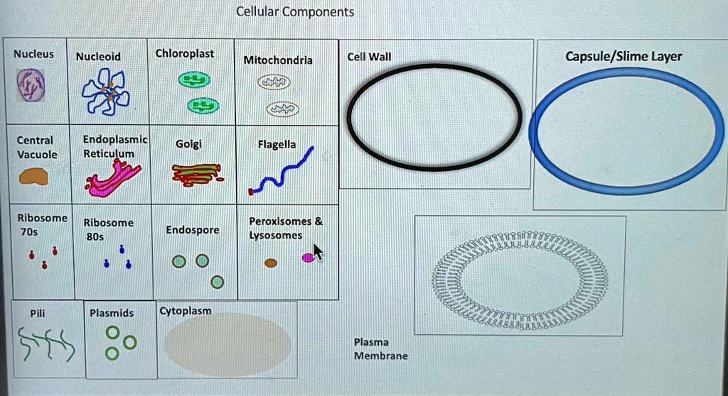 Cellular Components Nucleus Nucleoid Chloroplast Mitochondria Cell Wall ...