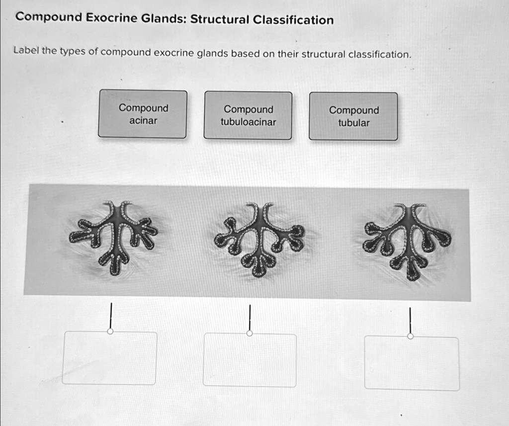 Compound Exocrine Glands: Structural Classification Label the types of ...