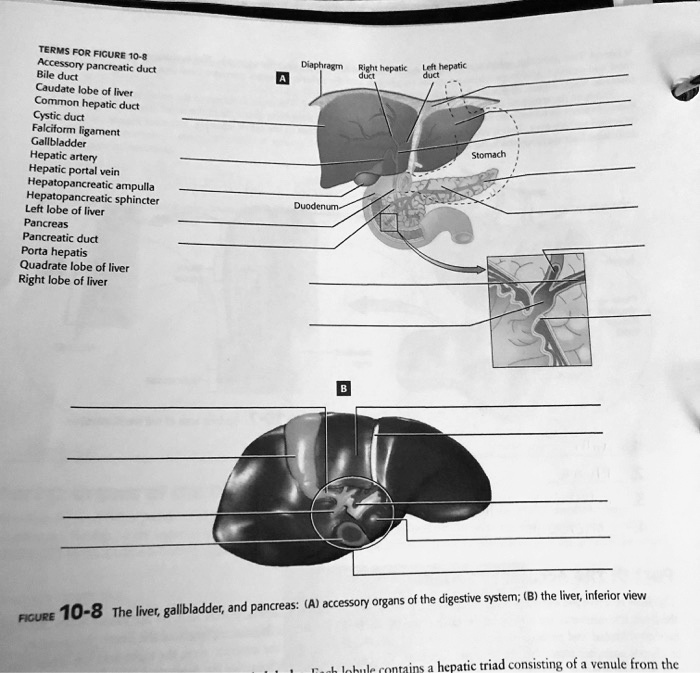SOLVED: Terms For Figure 10-8 Pancreatic duct Bile duct Caudate lobe ...