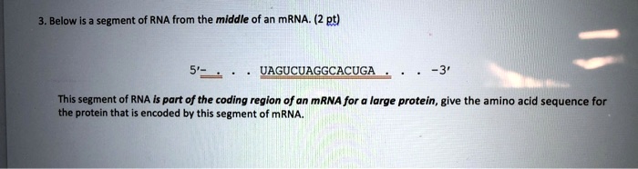 SOLVED: Below segment of RNA from the middle of an mRNA (2 pt ...