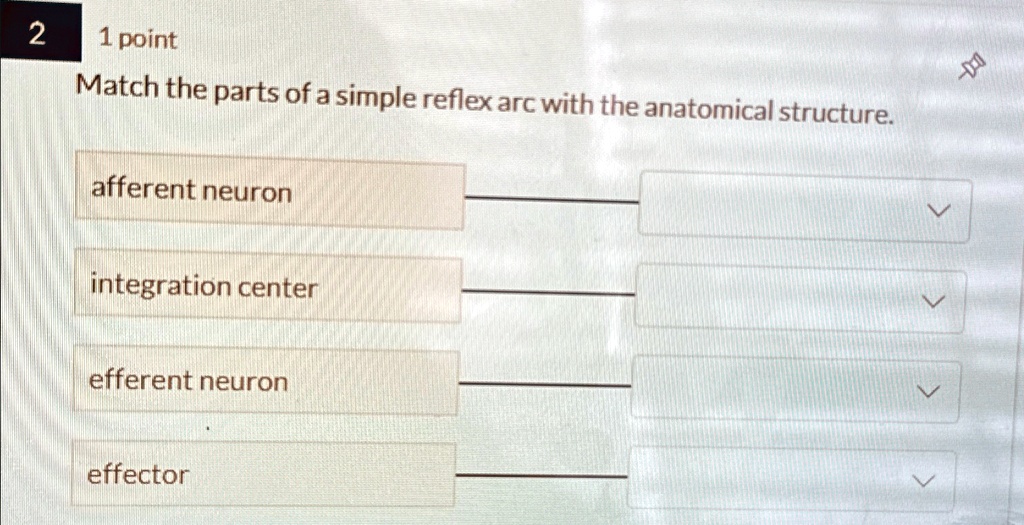 2 1 point Match the parts of a simple reflex arc with the anatomical ...