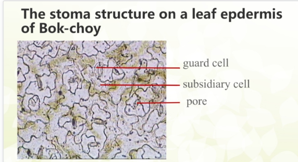 The stoma structure on a leaf epdermis of Bok-choy subsidiary cell pore
