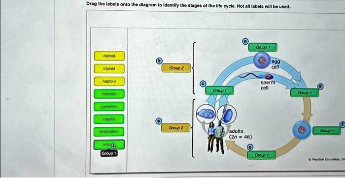 Drag the labels onto the diagram to identify the stages of the life ...