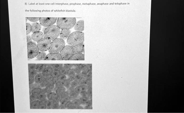SOLVED: Text: 8 Label at least one cell: Interphase, prophase ...
