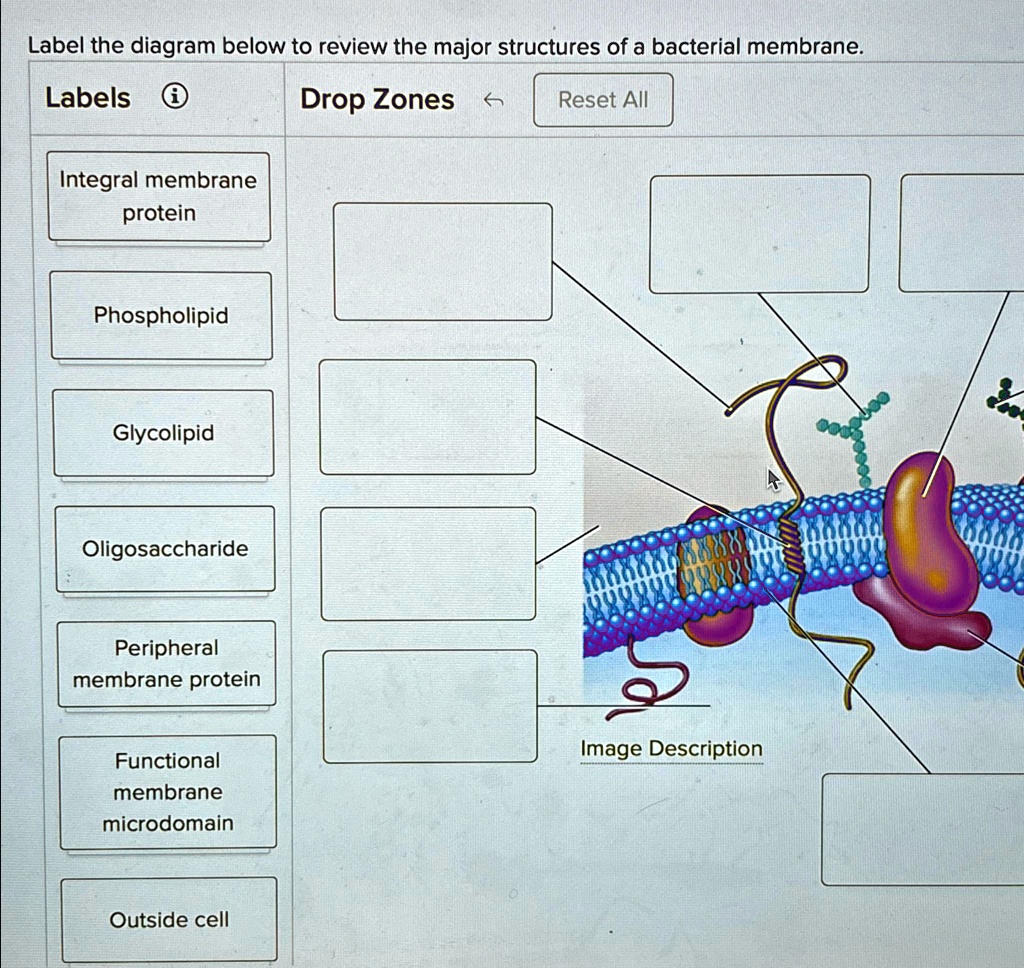 label the diagram below to review the major structures of a bacterial ...