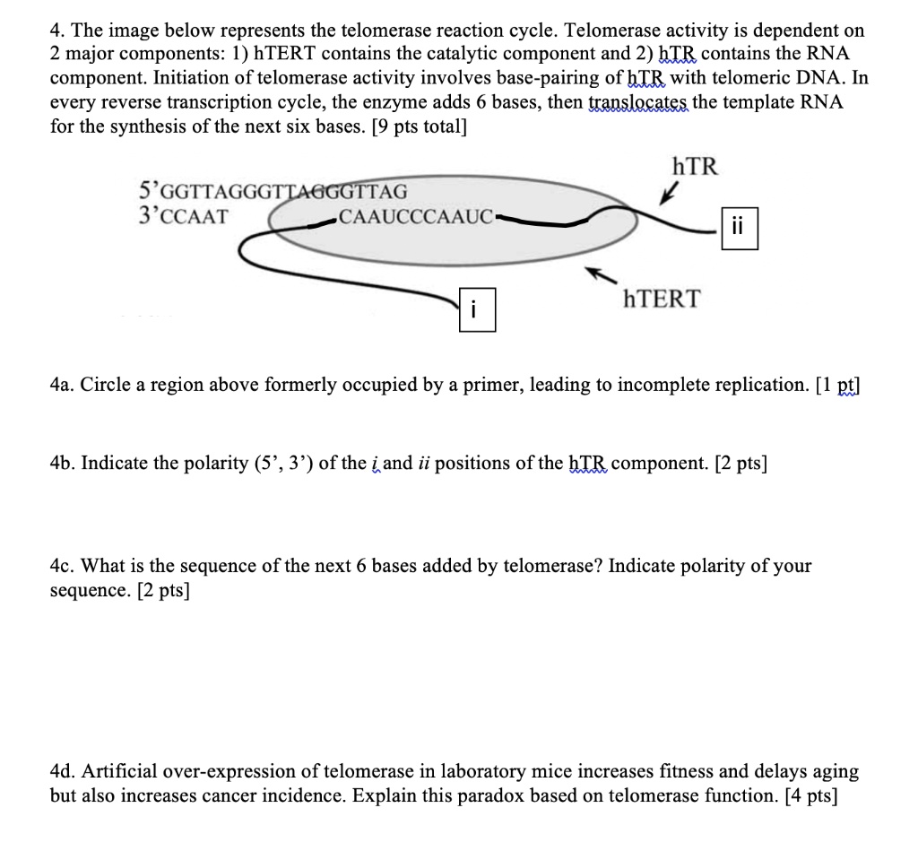 SOLVED: 4. The image below represents the telomerase reaction cycle ...