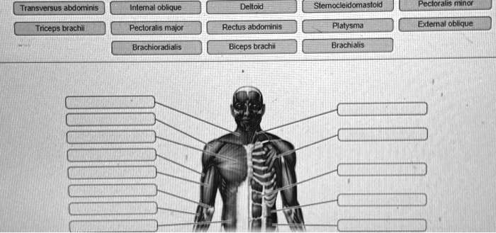 Solved Transversus Abdominis Internal Oblique Deltoid Sternocleidomastoid Pectoralis Minor