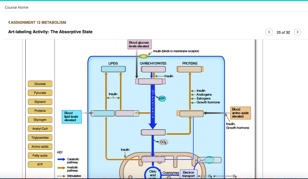 course home assignment 12 metabolism art labeling activity the ...