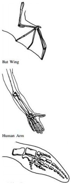 SOLVED: 'The pictures below show the bone structures of three different ...