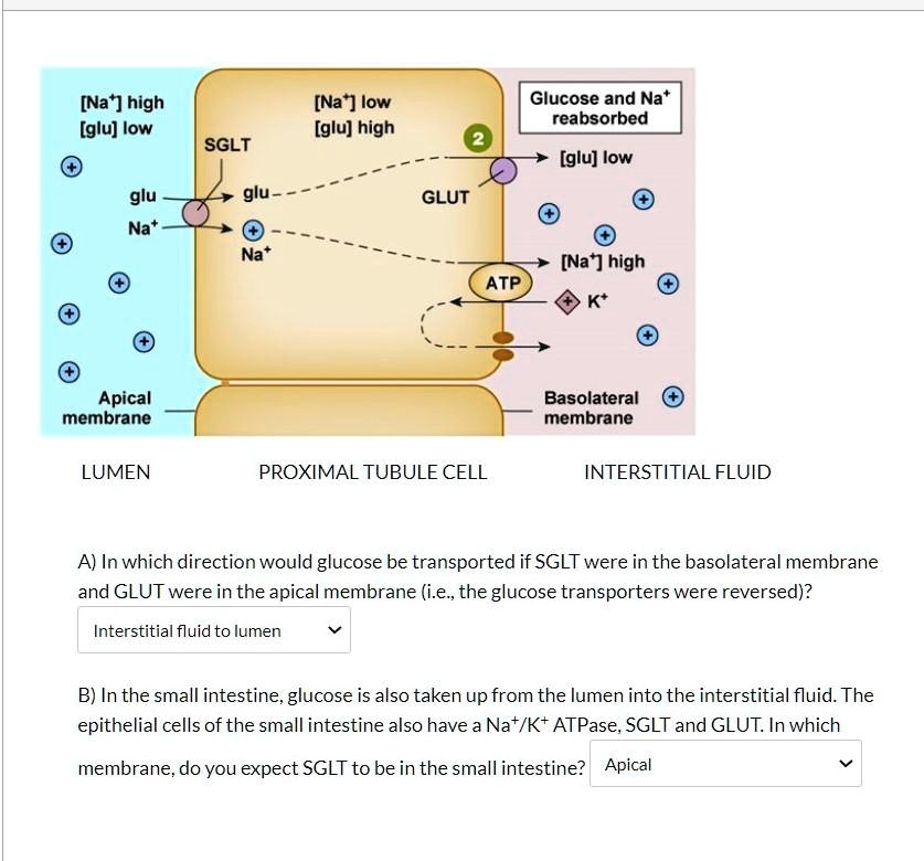 SOLVED: [Na"] high [glu] low [Na ] low [glu] high Glucose and Na ...