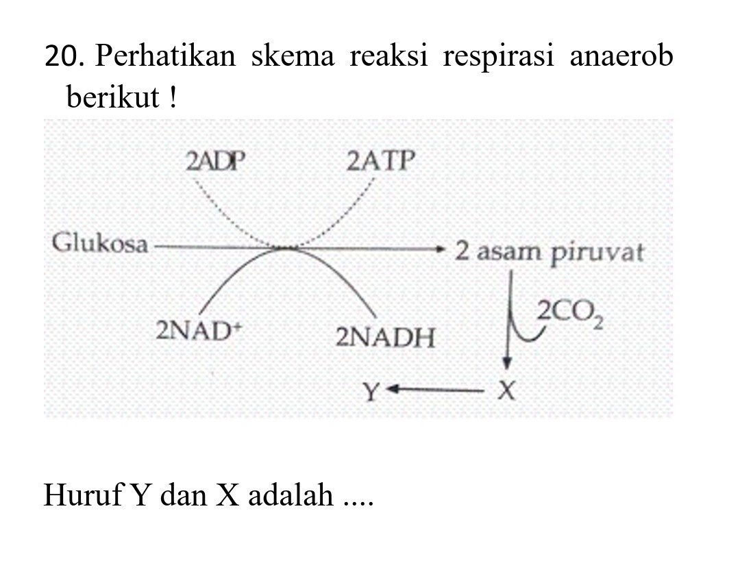 Solved 20 Perhatikan Skema Reaksi Respirasi Anaerob Berikut Huruf Y