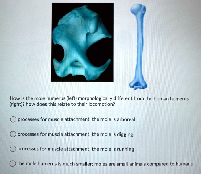 SOLVED: How is the mole humerus (left) morphologically different from ...