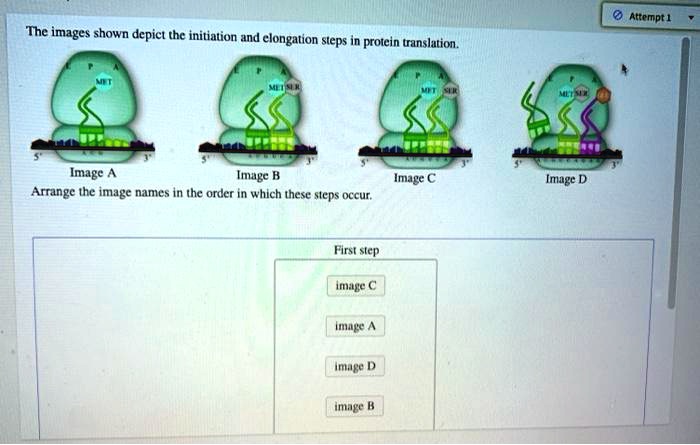 SOLVED: Attempt 1 The images shown dcpict the initiation and elongation ...