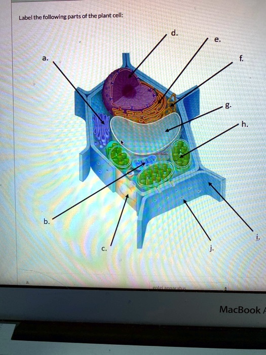 SOLVED: Label the following parts of the plant cell: MacBook