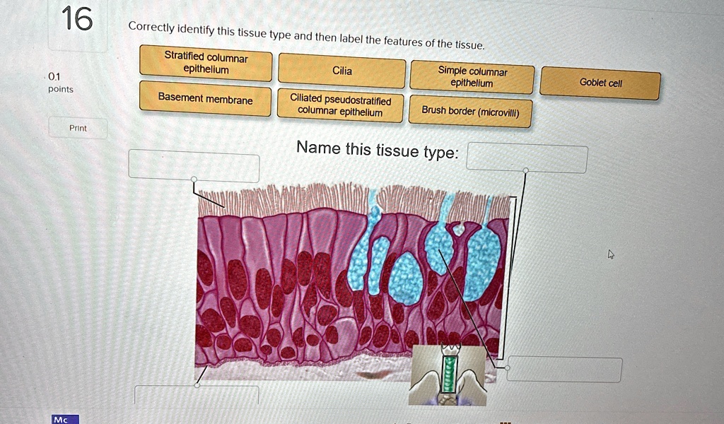 16 0.1 points Print Mc Correctly identify this tissue type and then ...