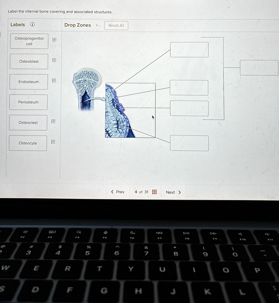 label the internal bone covering and associated structures labels drop ...