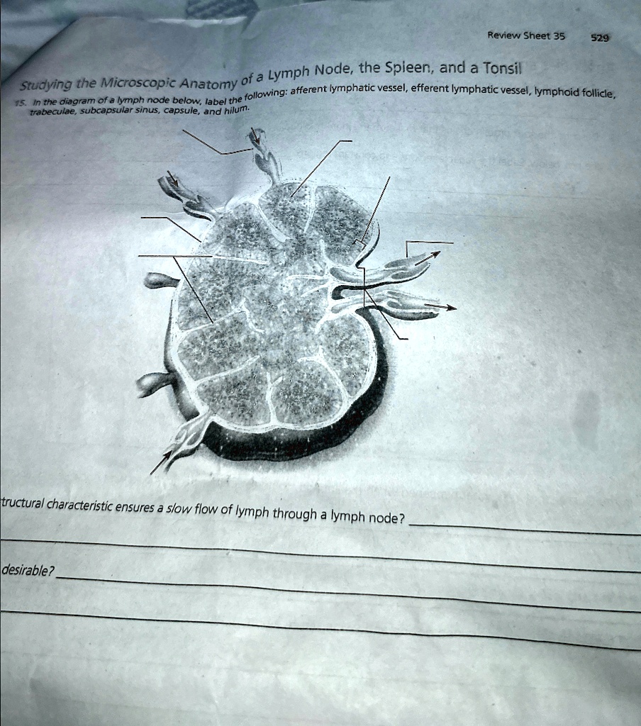 Review Sheet 35 529 Studying the Microscopic Anatomy of a Lymph Node ...