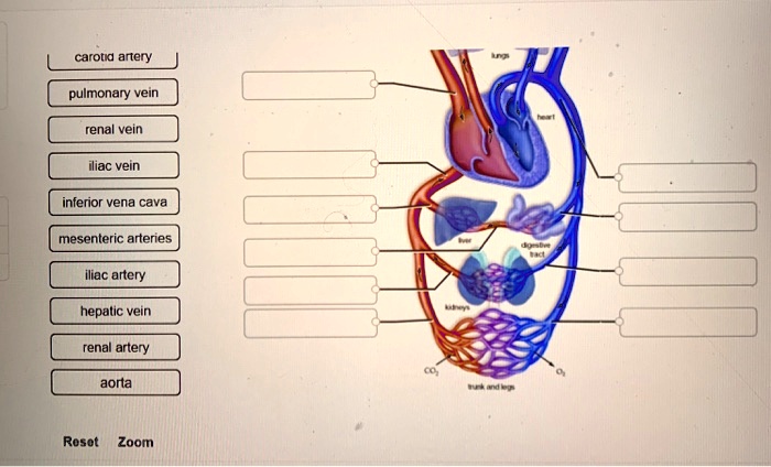 SOLVED: Carotid artery Pulmonary vein Renal vein Iliac vein Inferior vena cava Mesenteric ...