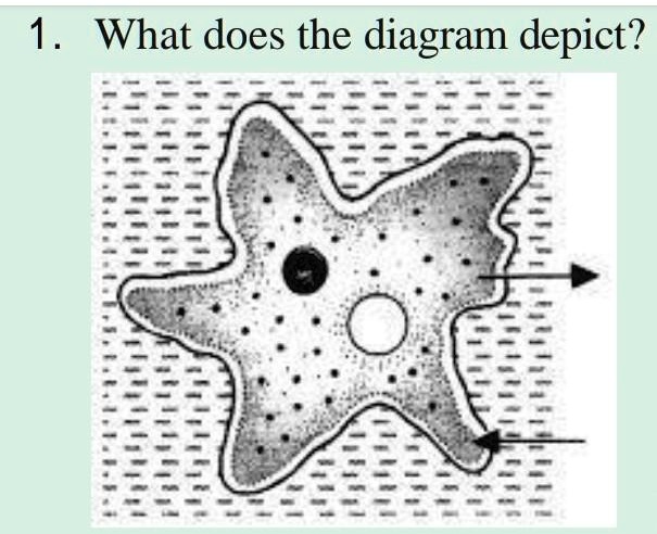 'Identity The figure of Amoeba 1 What does the diagram depict?'