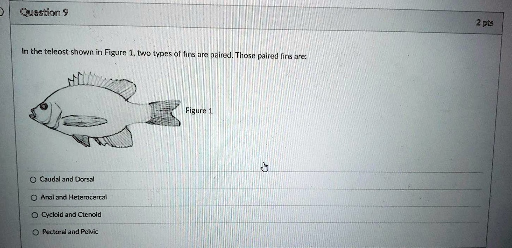 SOLVED: Question 9 In the teleost shown in Figure 1, two types of fins ...