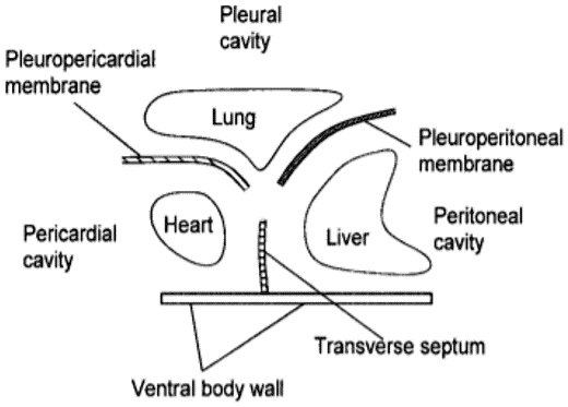 SOLVED: Pleural cavity Pleuropericardial membrane Lung Pleuroperitoneal ...