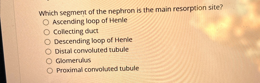 Which segment of the nephron is the main resorption site? Ascending ...