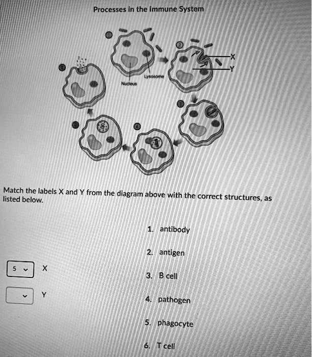 SOLVED: Processes in the Immune System Match the labels X and from the ...