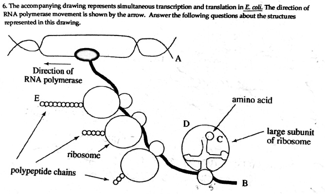 SOLVED: The accompanying drawing represents simultaneous transcription ...