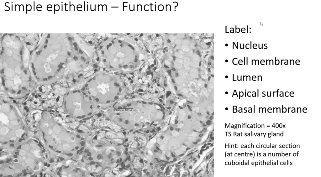 simple epithelium function label nucleus cell membrane lumen apical ...