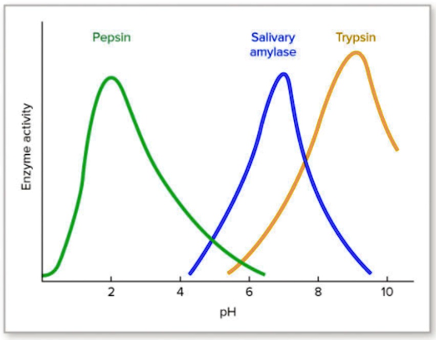 SOLVED: Explain the graph showing the effect of pH on enzyme activity ...