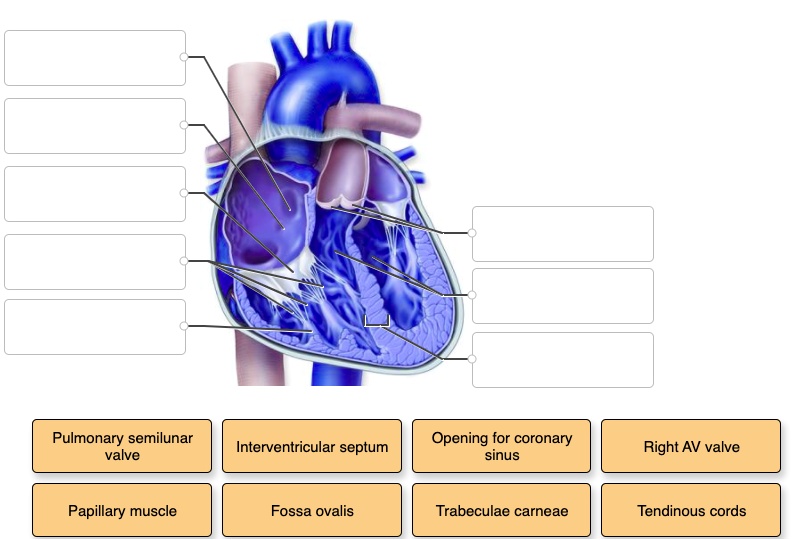 SOLVED: 'Label the internal anatomy of the heart. Pulmonary semilunar ...