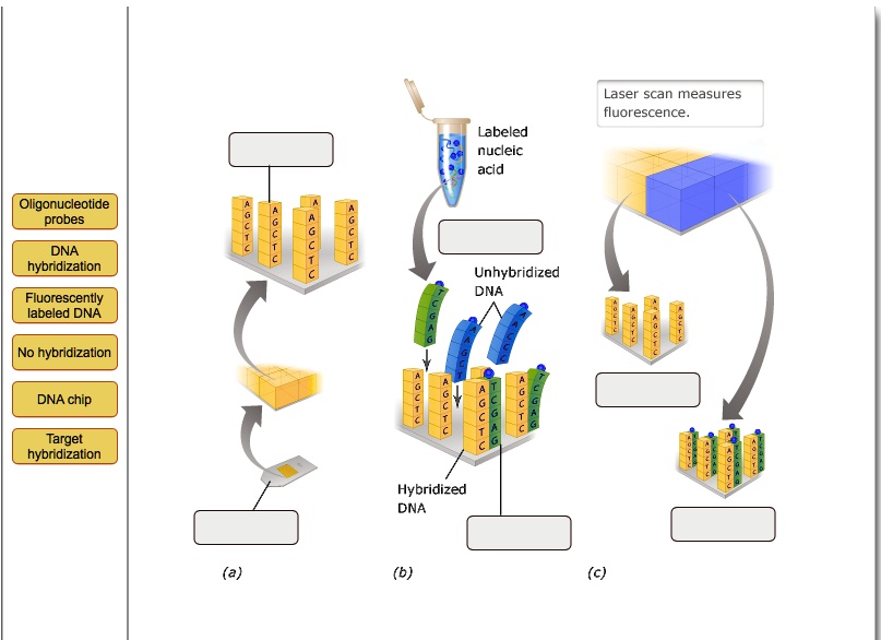 SOLVED: Laser scan measures fluorescence Labeled nucleic acid ...