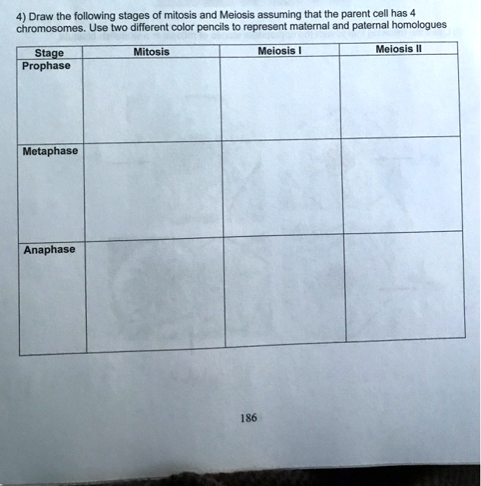 4) Draw the following stages of mitosis and Meiosis assuming that the ...