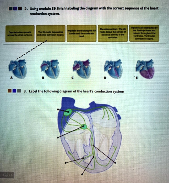 2. Using module 29, finish labeling the diagram with the correct ...