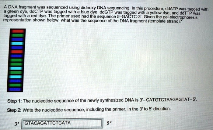 A DNA fragment was sequenced using dideoxy DNA sequencing. In this ...