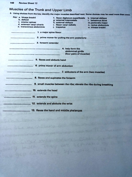 SOLVED: Review Sheet 12 Muscles of the Trunk and Upper Limb Key: a ...