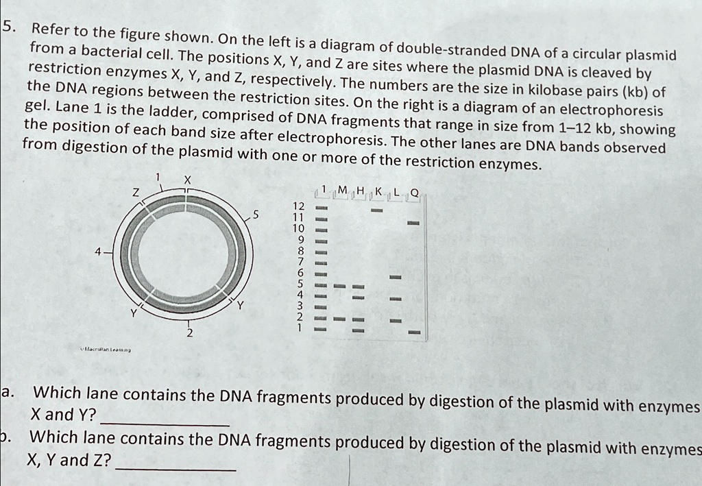 5. Refer to the figure shown. On the left is a diagram of...