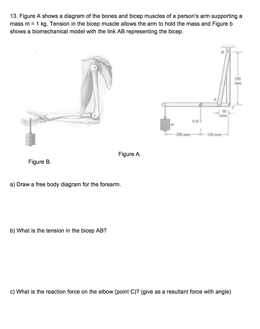 13. Figure A shows a diagram of the bones and bicep muscles of a person ...