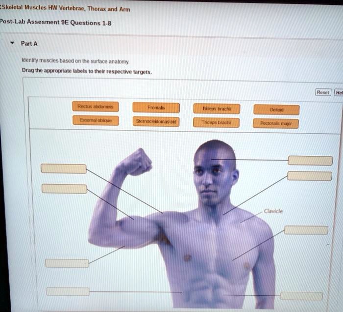 Skeletal Muscles HW: Vertebrae, Thorax, and Arm Post-Lab Assessment 9E ...