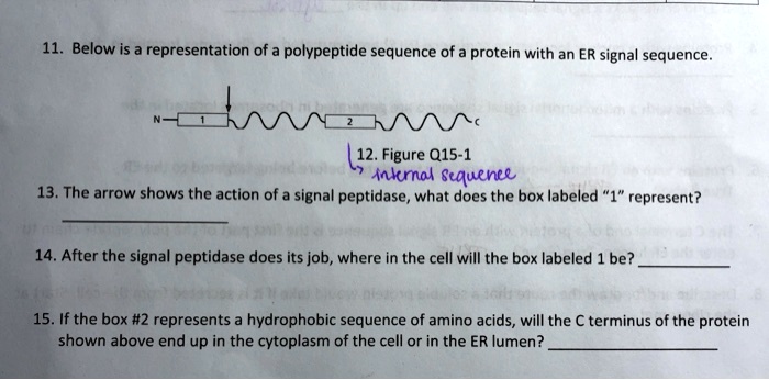 SOLVED: Below is a representation of the polypeptide sequence of a protein with an ER signal ...